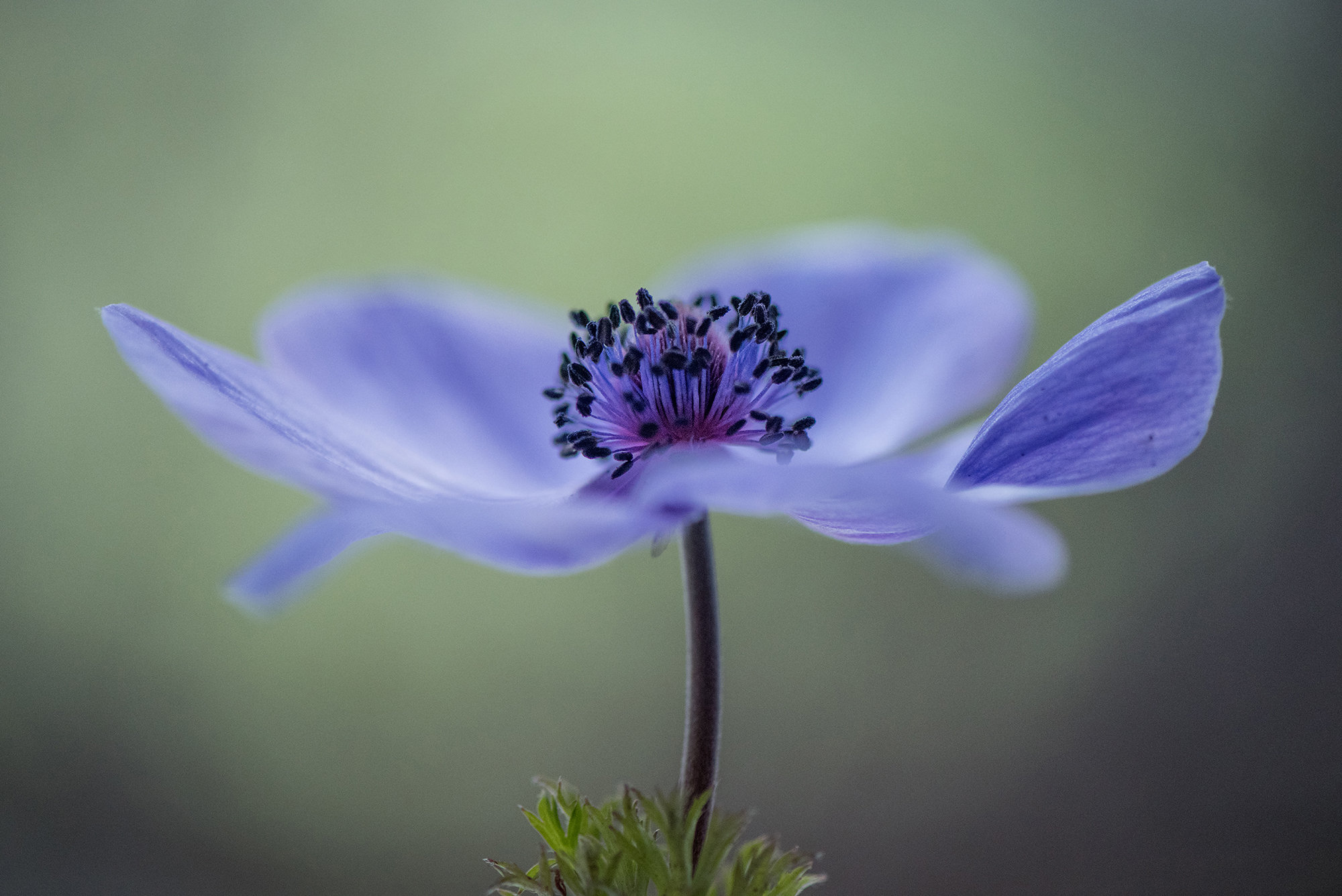 FLOWER GALLERY | Susan Phelps flower photography | Wokingham