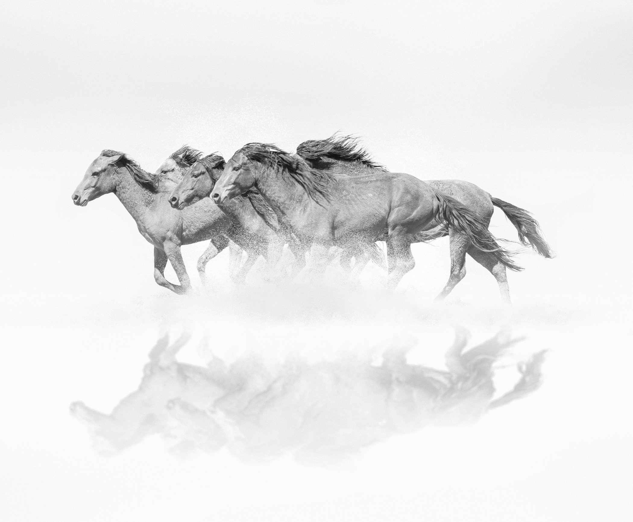 Wild Mustangs - shane russeck photo