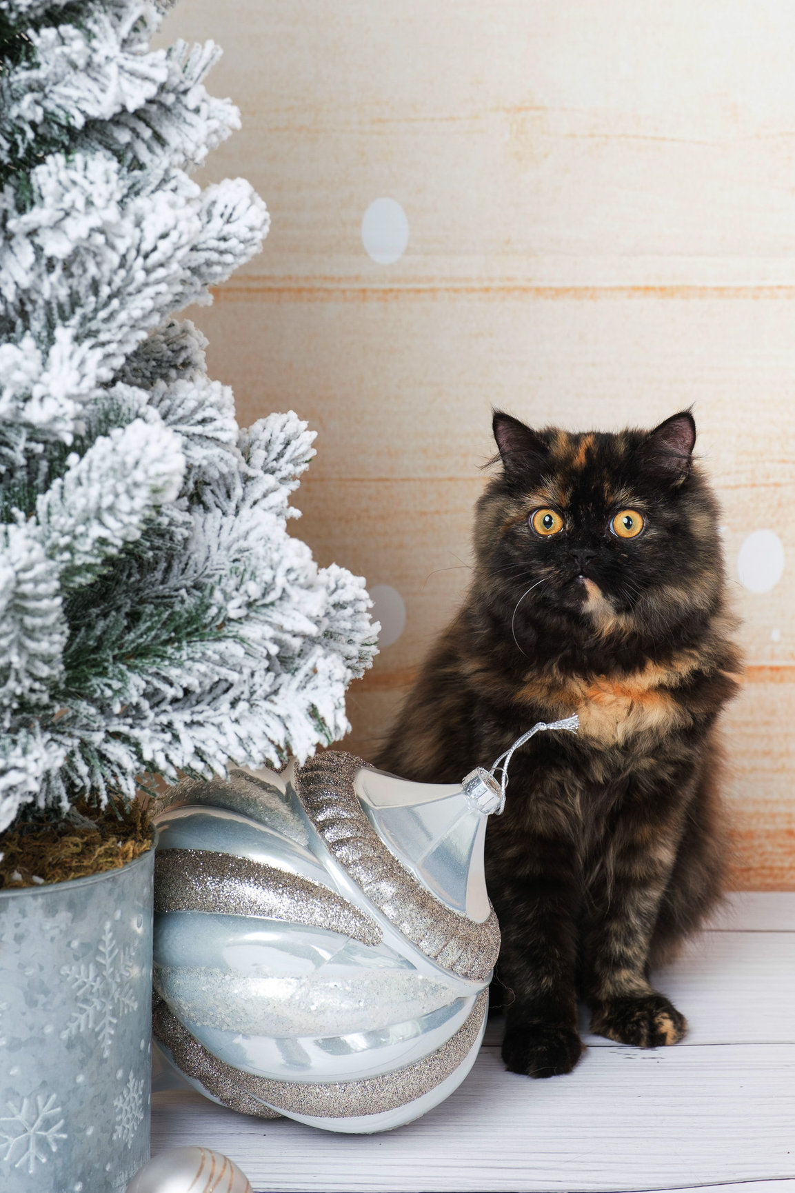 Winnie the Cat - Light and Vision