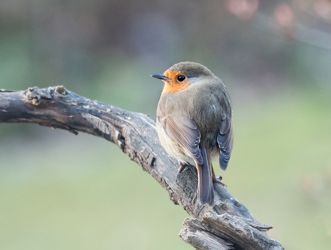 HOME | Susan Phelps Fine Art Flower PHOTOGRAPHY | WOKINGHAM