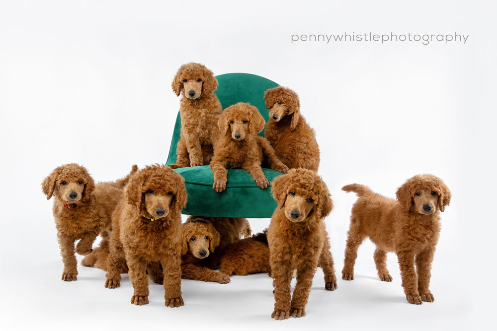 PPP: Poodle Puppy Palooza