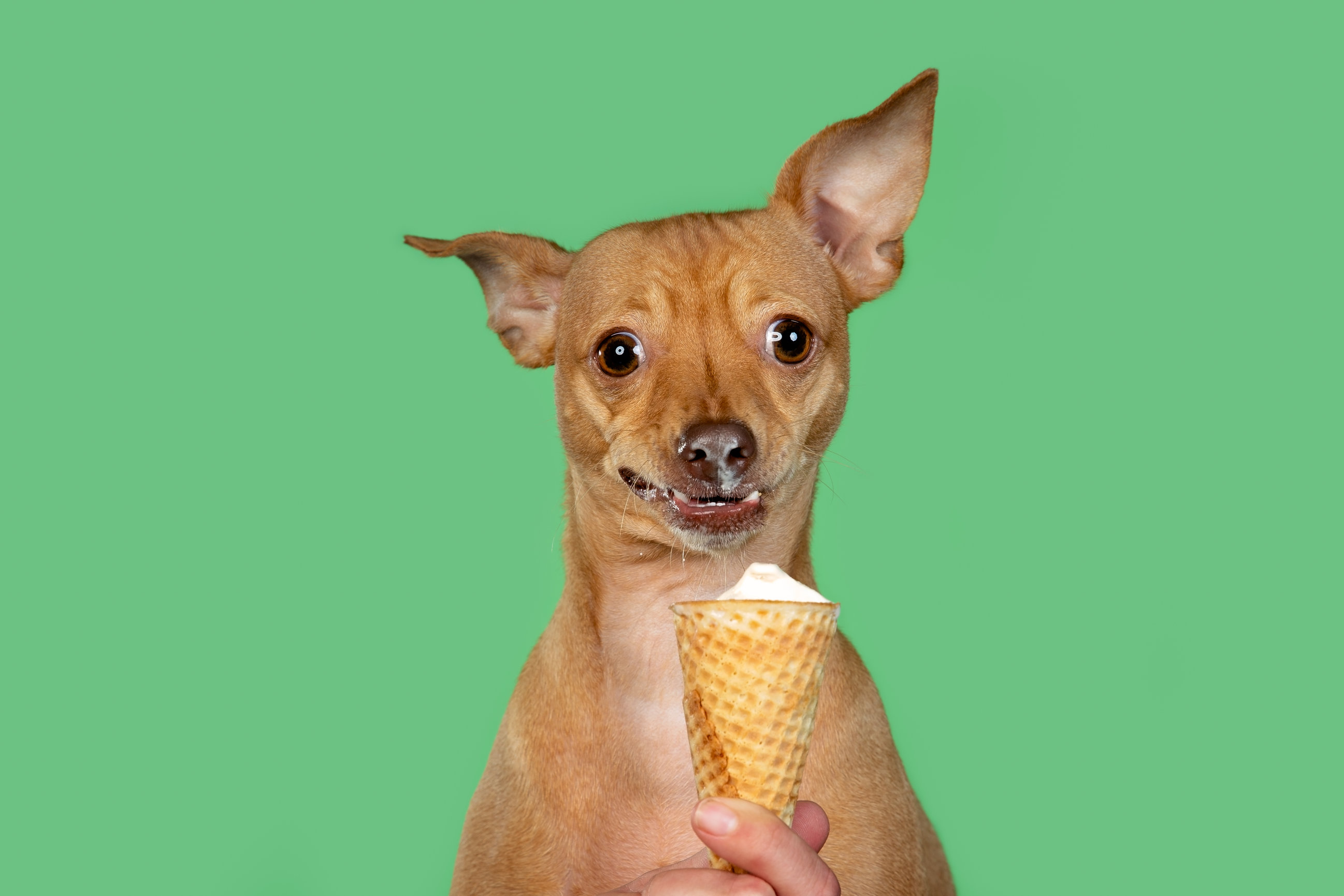 DOGS VS ICE CREAM - Los Angeles Pet Photography of Diana Lundin