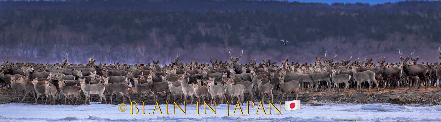 Yezo Sika Deer of Hokkaido Japan - The largest Herd on our Planet ...