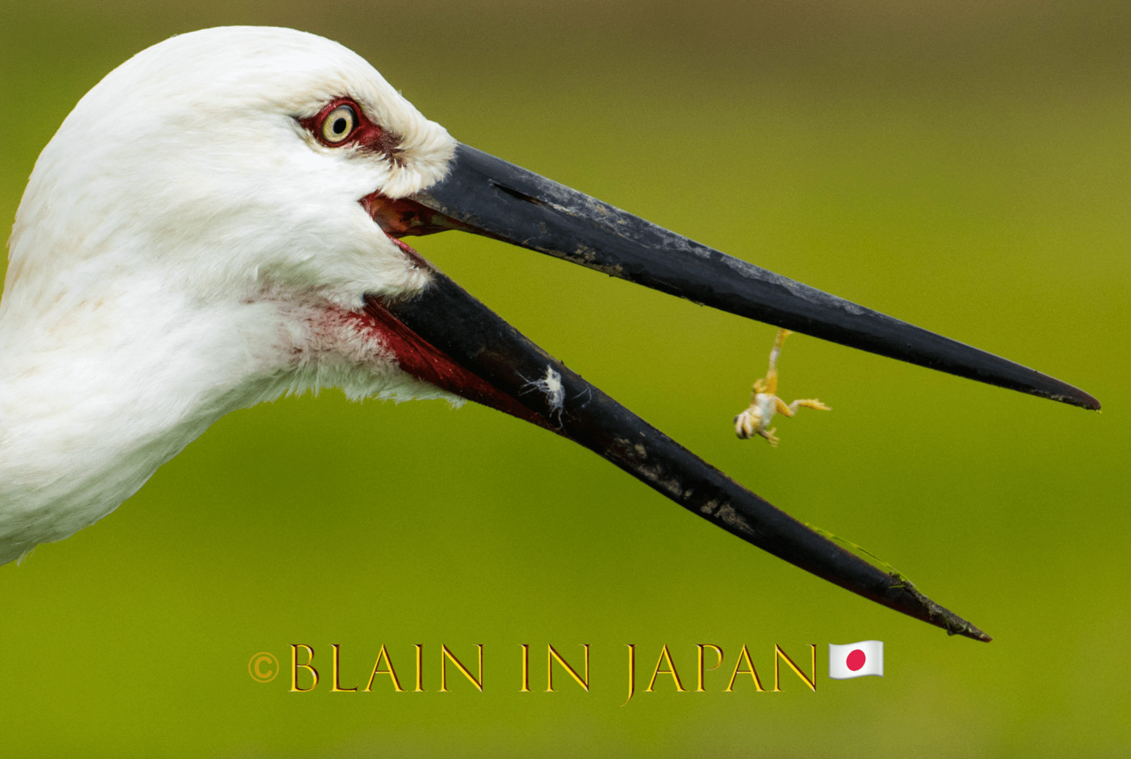 Oriental Stork Revival - Japan Private Photo Tour - JAPAN DREAMSCAPES