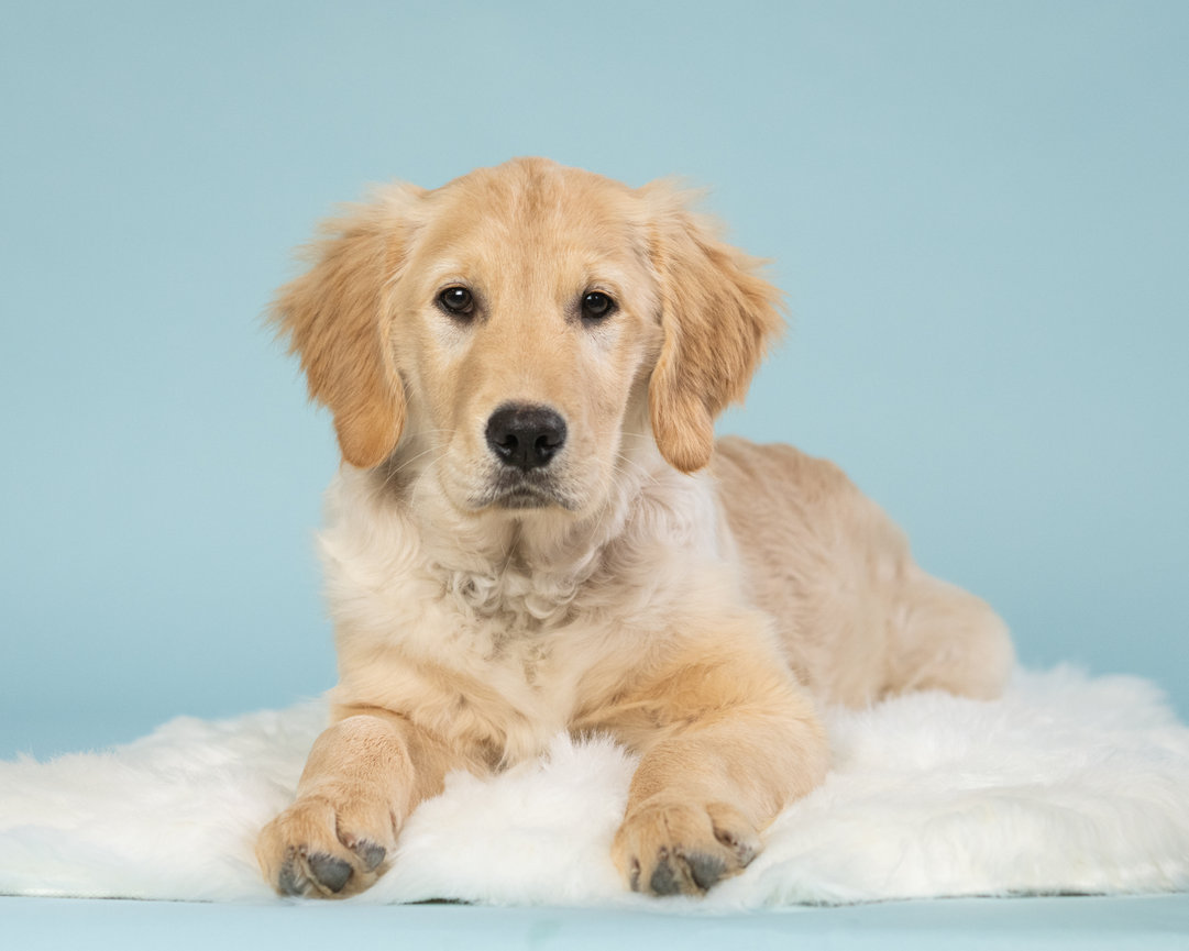 CSP Auction Dogs - Crane Song Photography