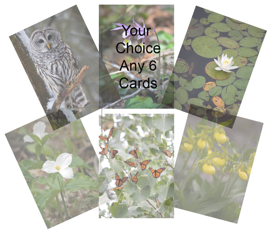 Set of 6 Cards Your Choice - John M Alexander