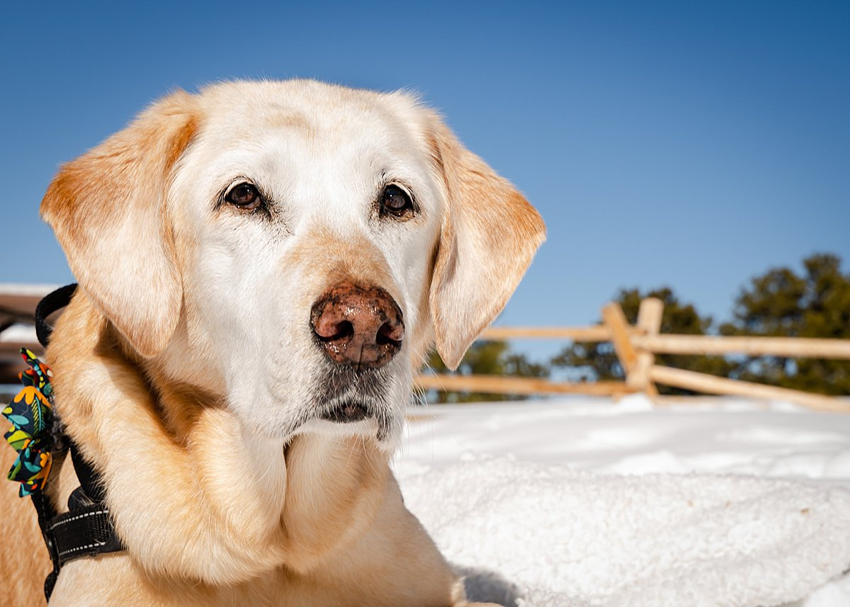 Bella and Beatrice Get Glamorous - Furever Photography
