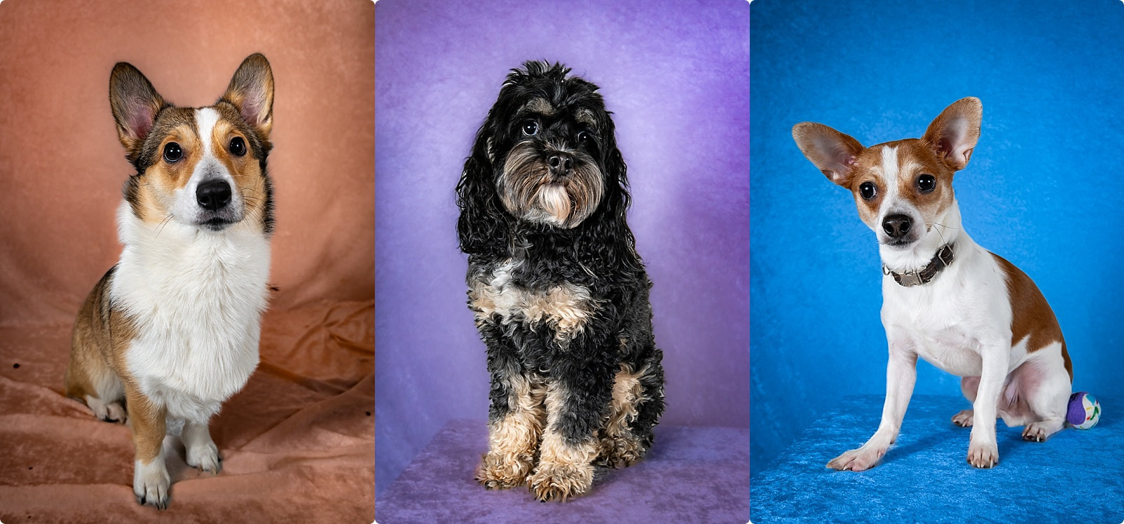 Great Catch! Pop Up Fun - Furever Photography