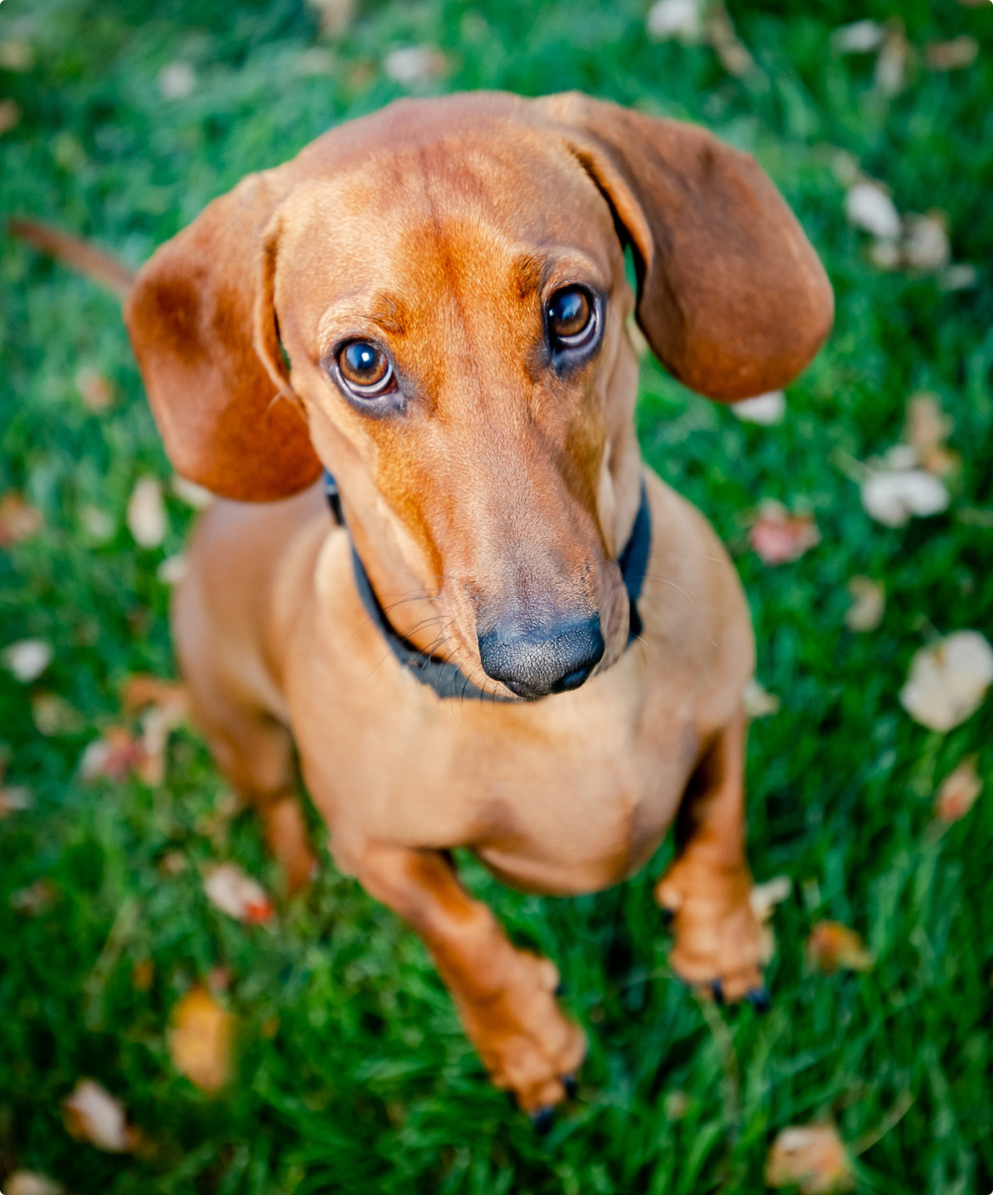 Nonprofit Programs - Furever Photography