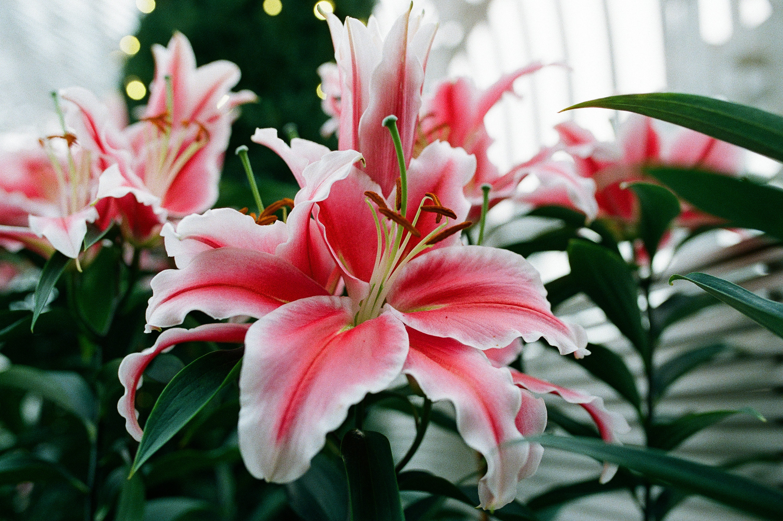 Photo Walk at Como Park Conservatory