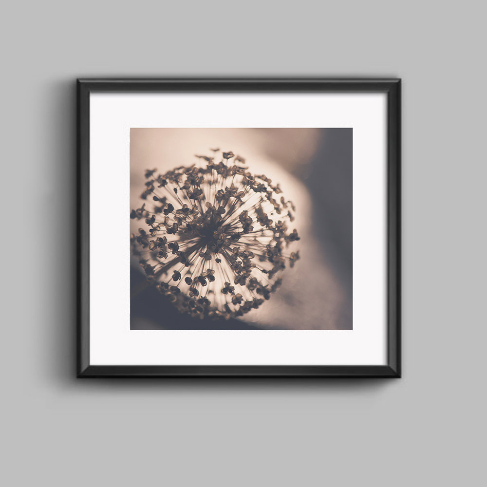 HOME | Susan Phelps Fine Art Flower PHOTOGRAPHY | WOKINGHAM