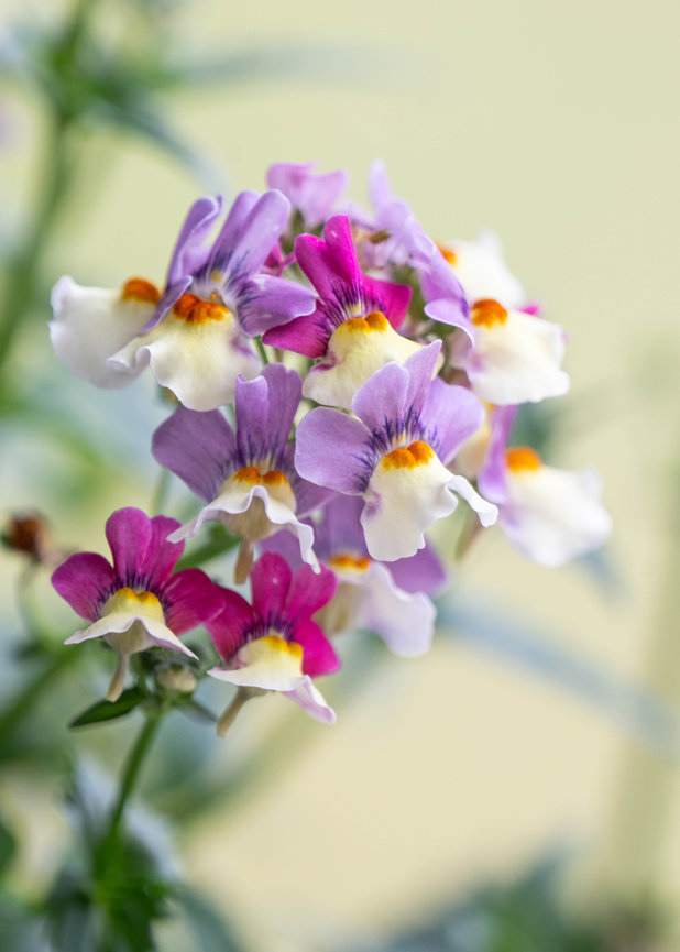 FLOWER PHOTOGRAPHY | Susan Phelps Photography | Wokingham