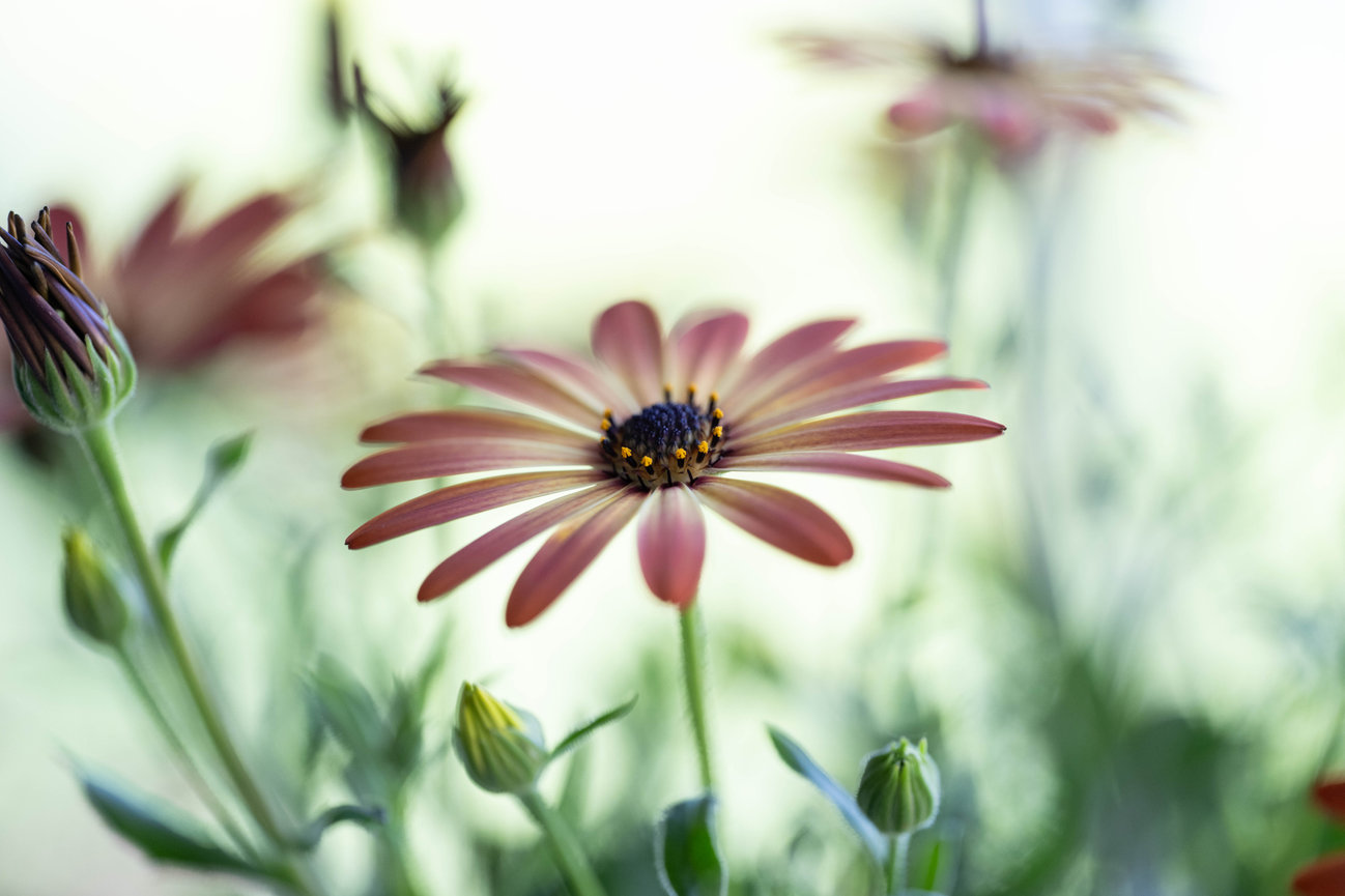 FLOWER PHOTOGRAPHY | Susan Phelps Photography | Wokingham