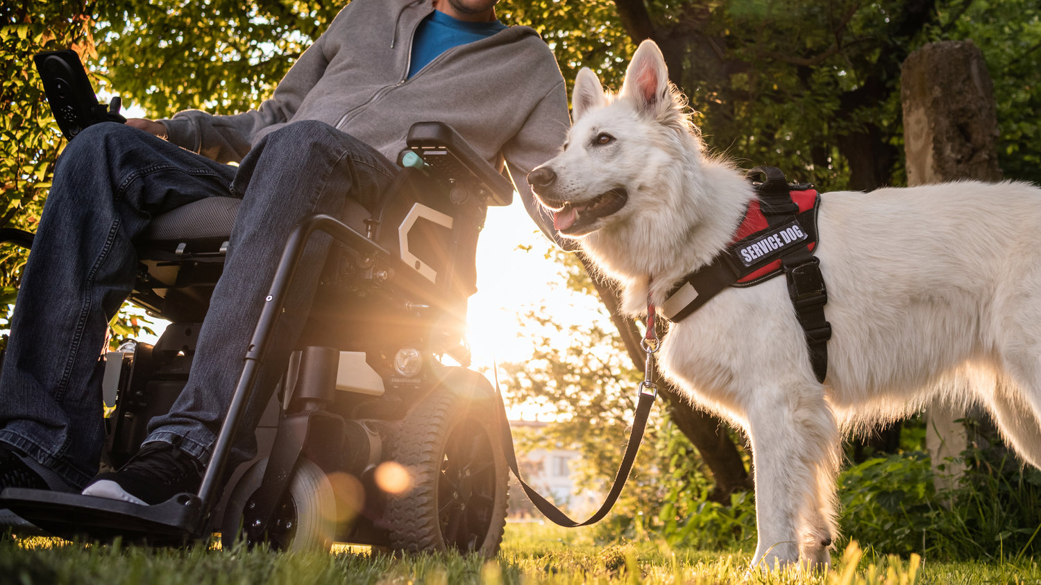 Service Dogs