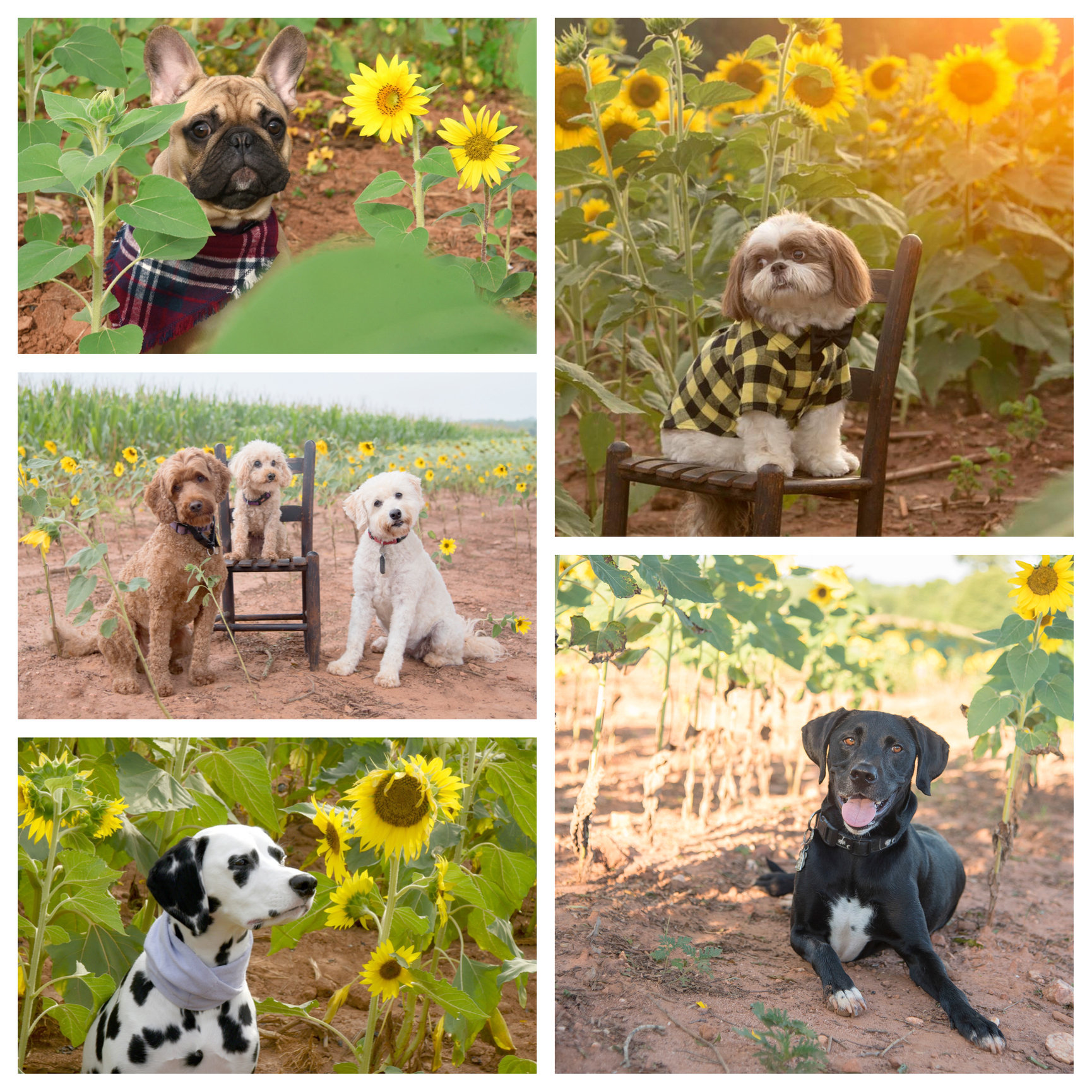 Talking Tails - Sunflower Mini Sessions - Reflections by Rhiannon