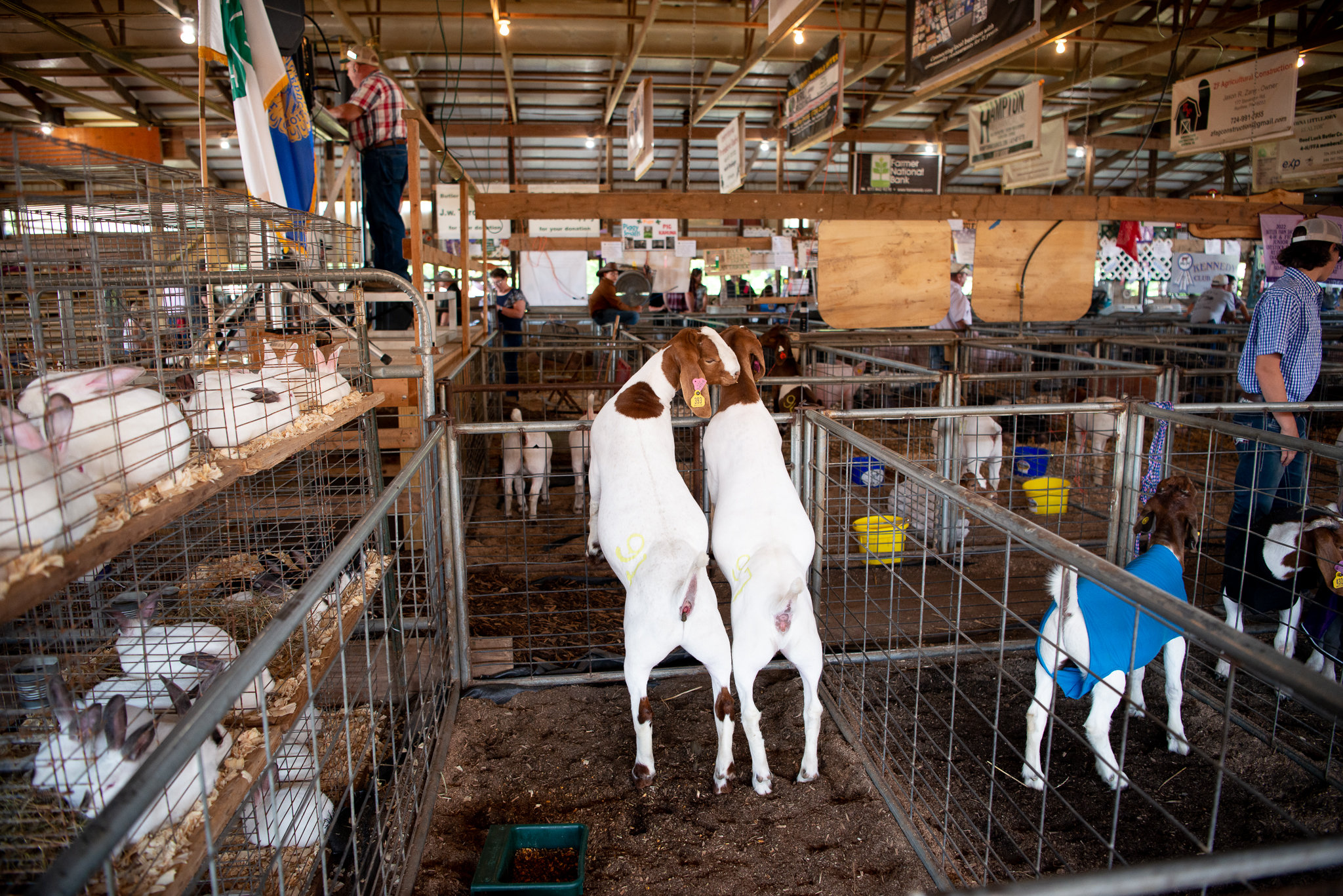 Butler Farm Show Junior Livestock Sale 2022 - Elaina Eppinger Photography