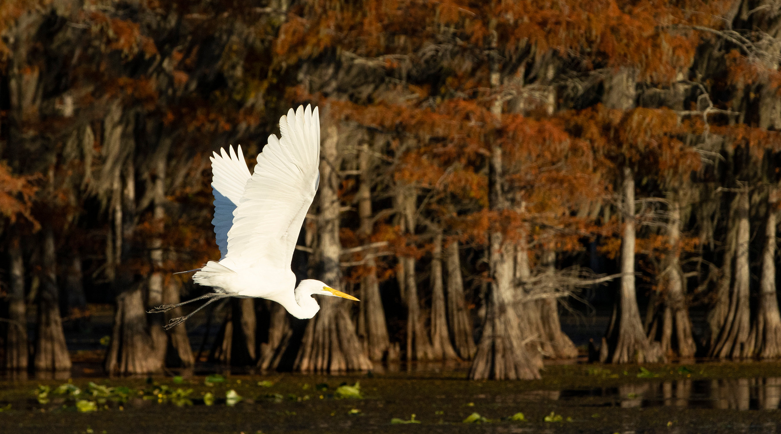 Caddo Lake, TX Fall - Nature Exposed Tours