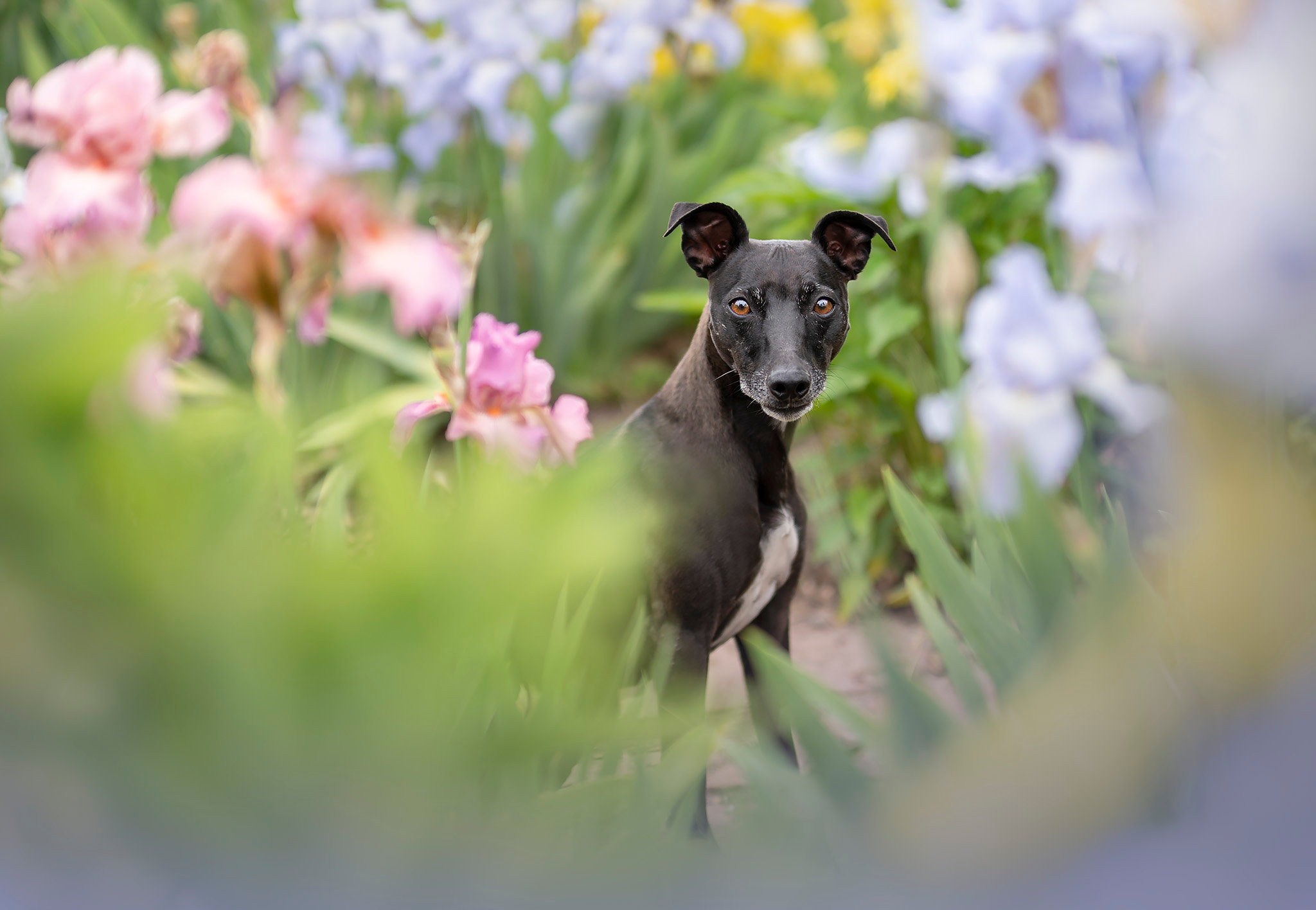 Booking your dog's photo session