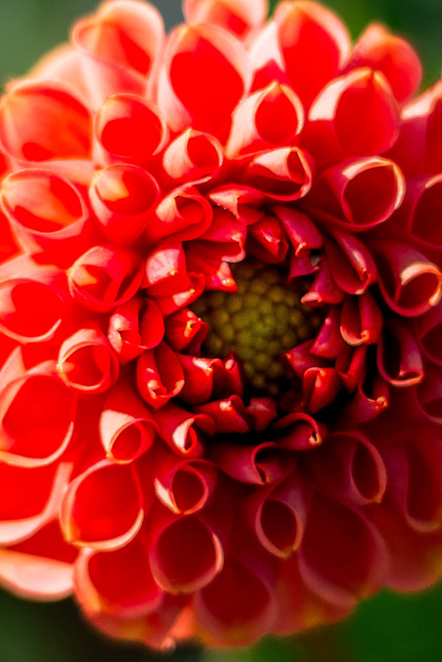 Wild Goose Flower Farm - Gallery by Laura Photography