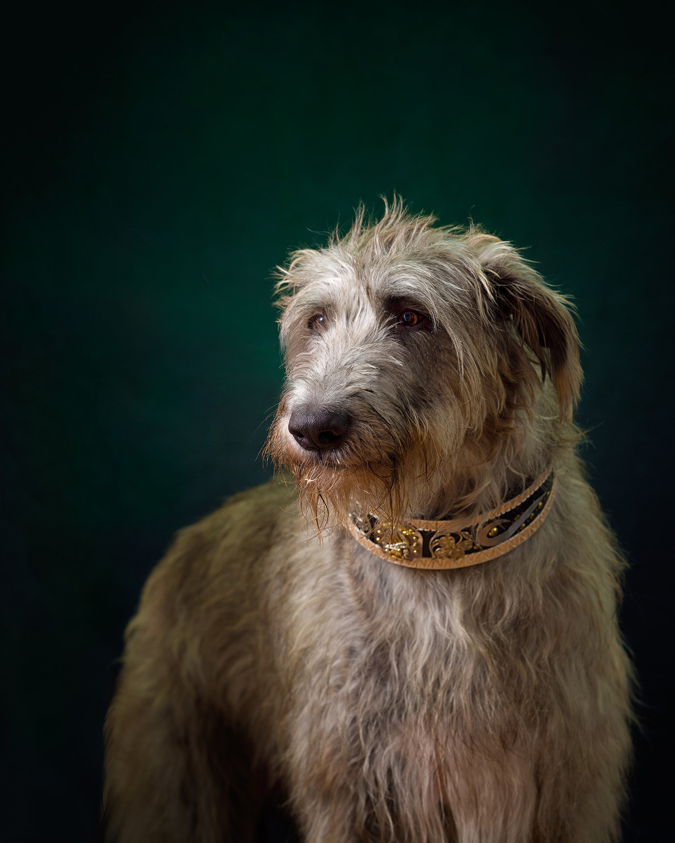Dog Model Opportunities in Florida | The PAWtographers