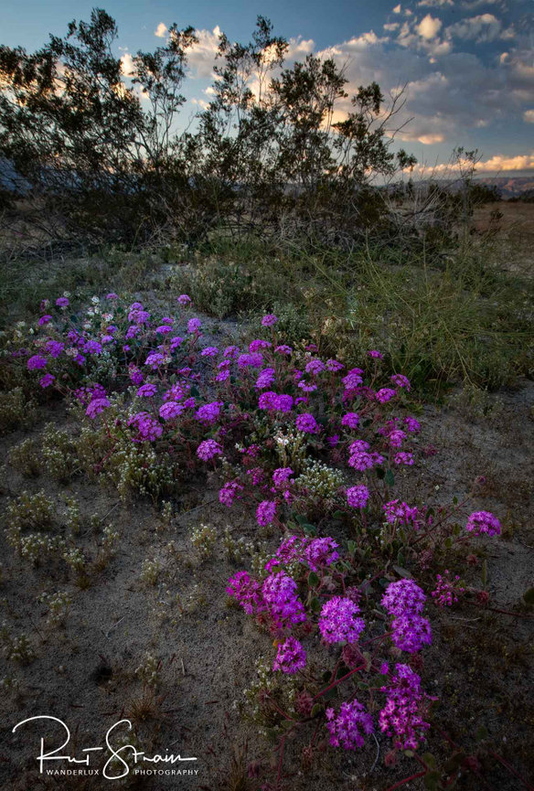 WHAT IS YOUR SUBJECT? - Rob Strain Fine Art Photography & Workshops