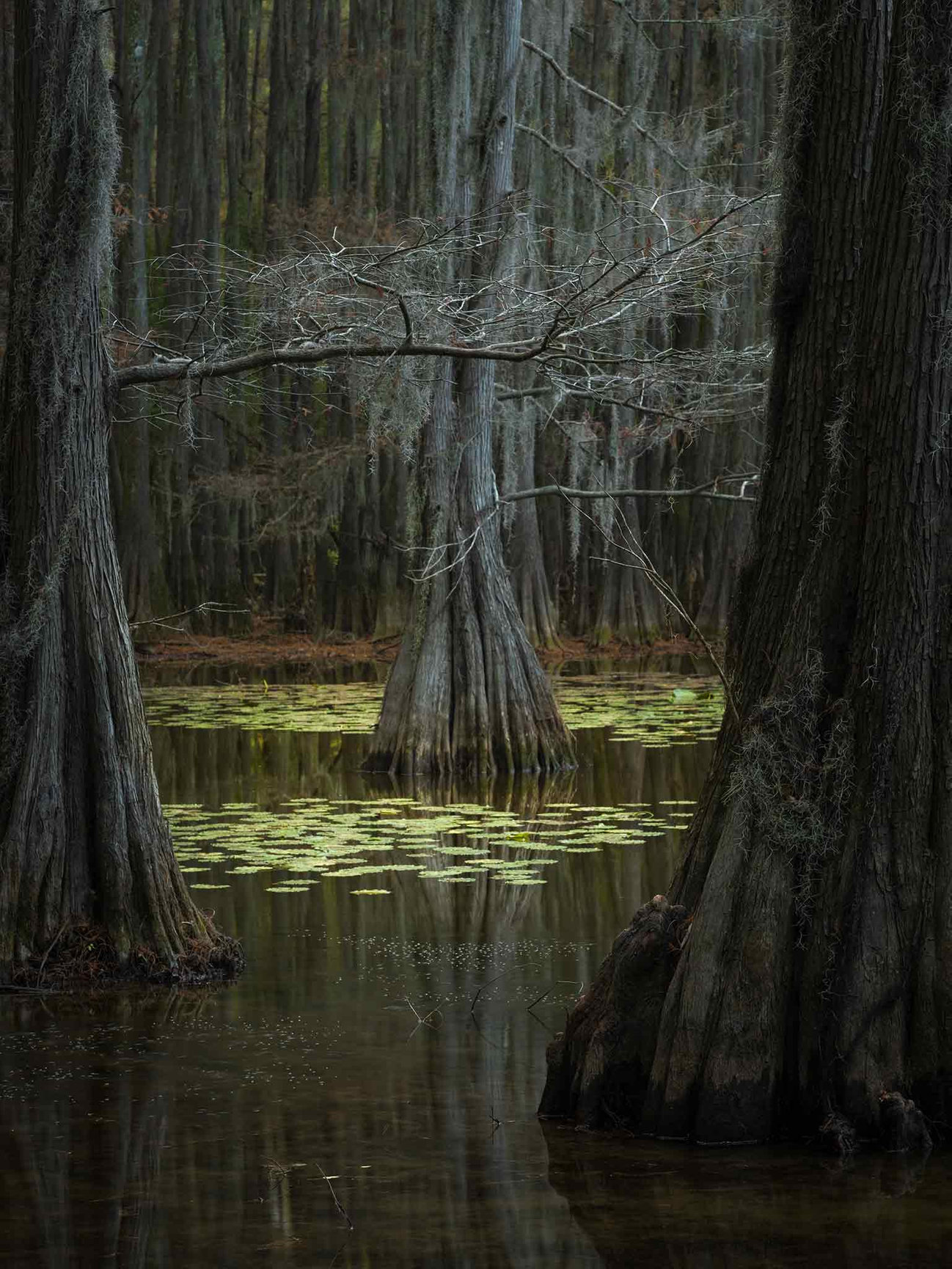 MOOD OF THE SWAMP PHOTO WORKSHOP - Rob Strain Fine Art Photography ...