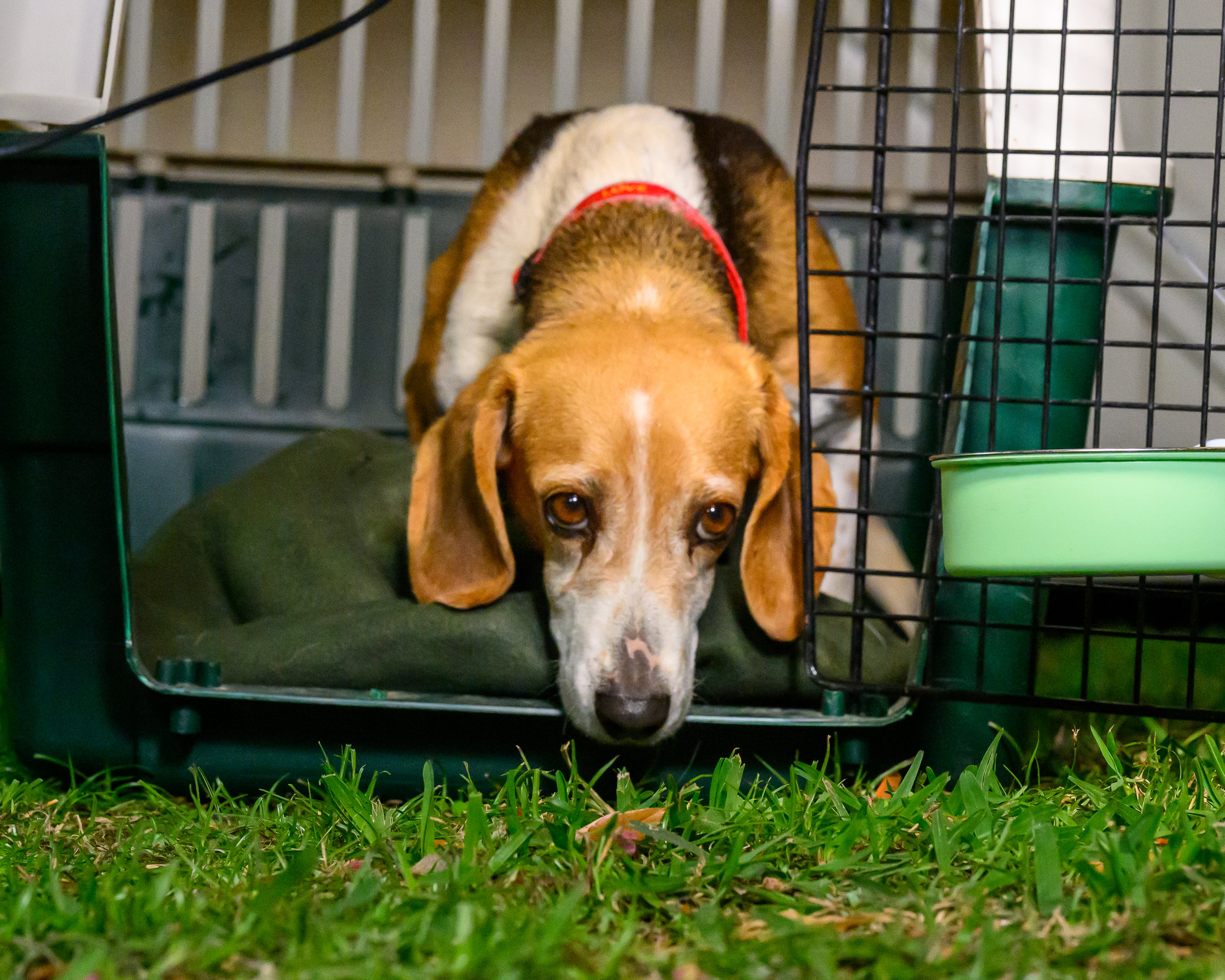 Beagle Freedom Project | Nighttime Photoshoot of Rescued Beagles' First ...