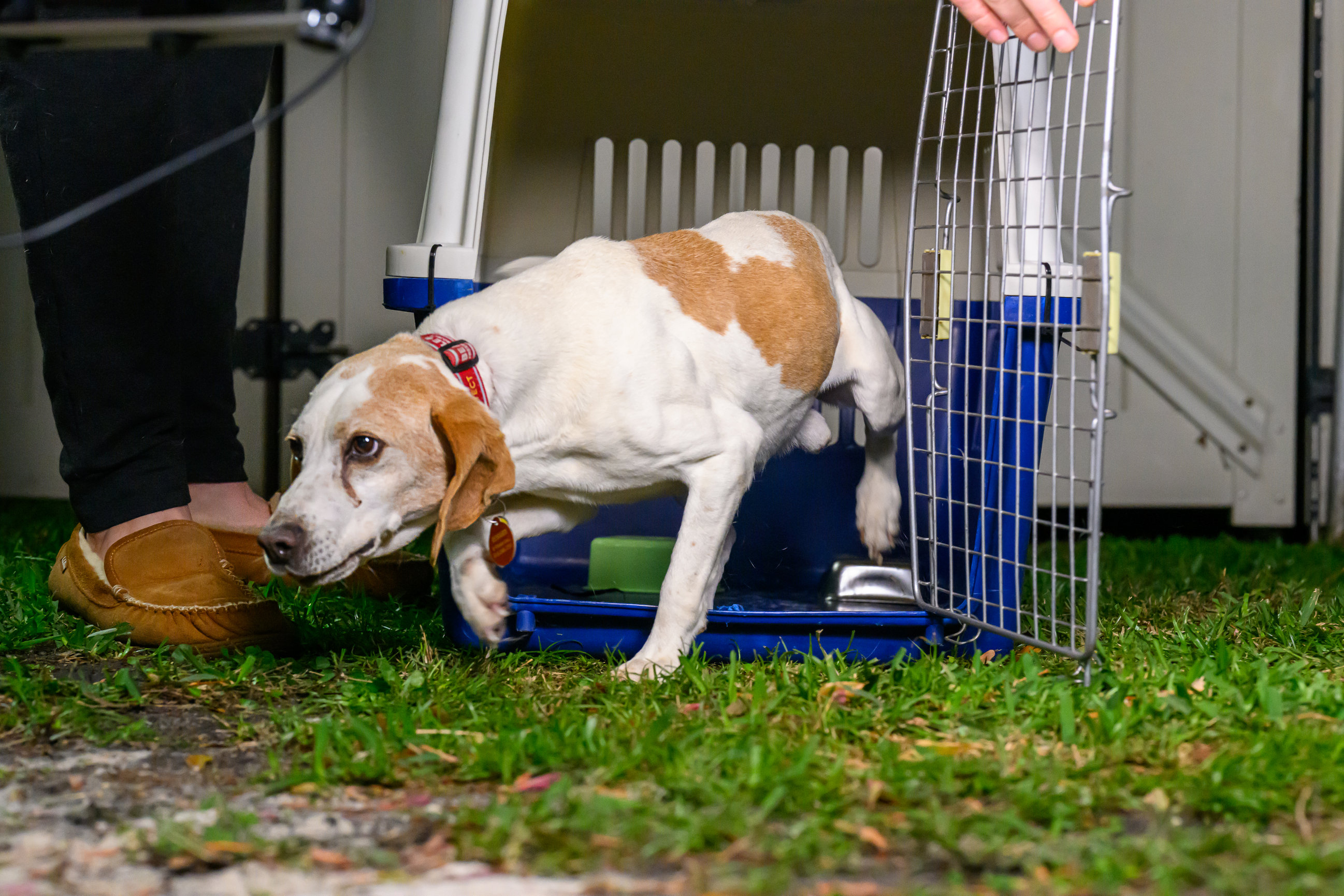 Beagle Freedom Project | Nighttime Photoshoot of Rescued Beagles' First ...