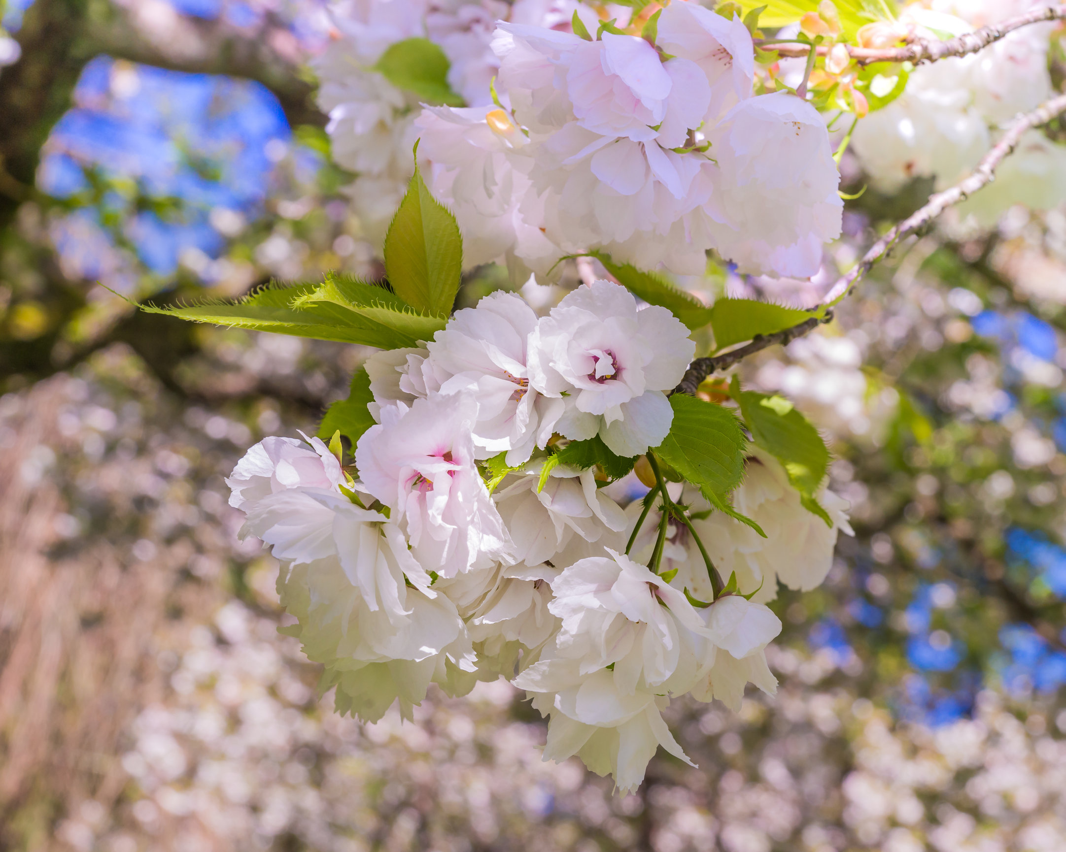 Andrea Bruns Fine Art Photography | North Vancouver, BC