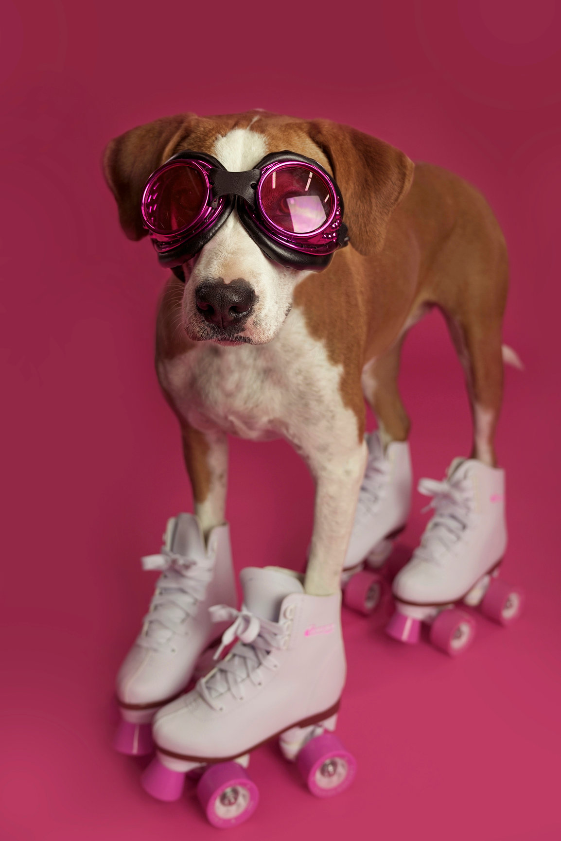 MEET THE STAFF - Snoots Pet Photography