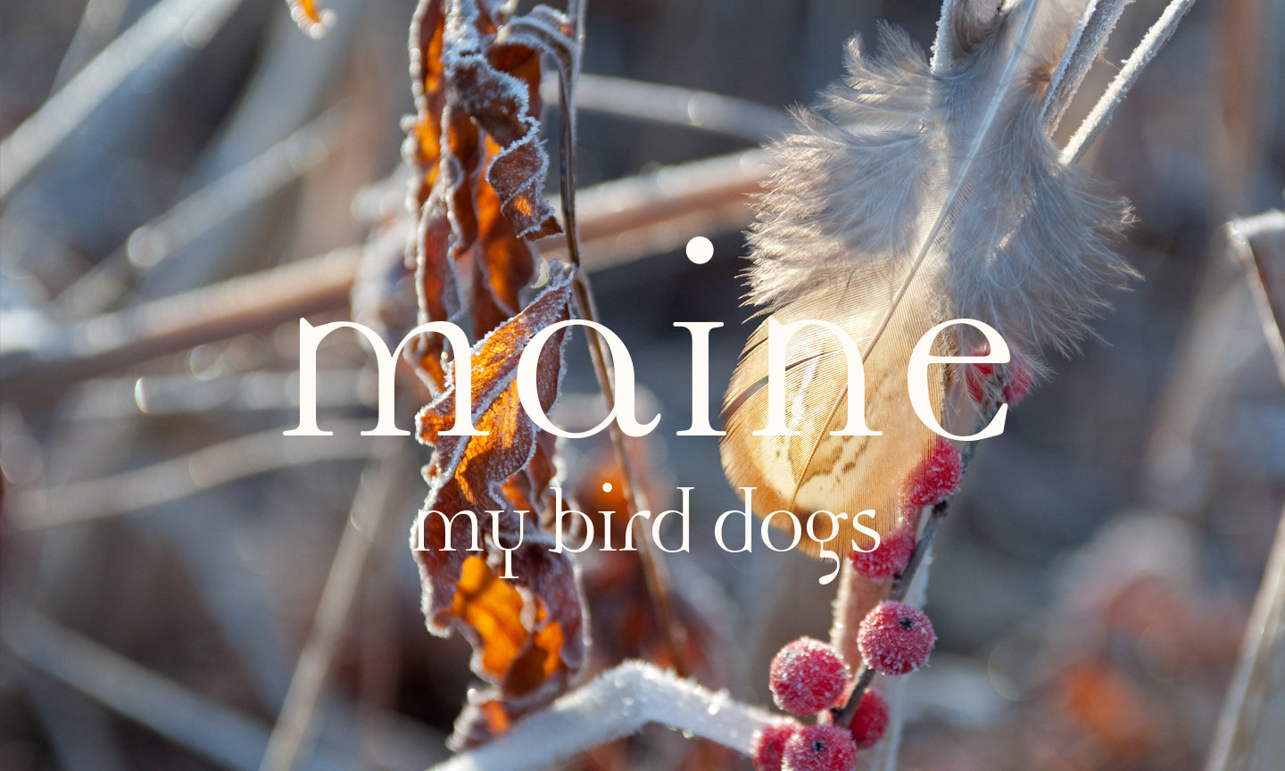Northeast Bird Dogs - Chris Mathan Sporting Dog & Outdoor Images