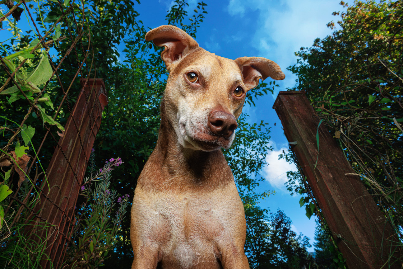 Why Pet Photography is a Must for Every Dog Lover - Kim Yanick Portraits