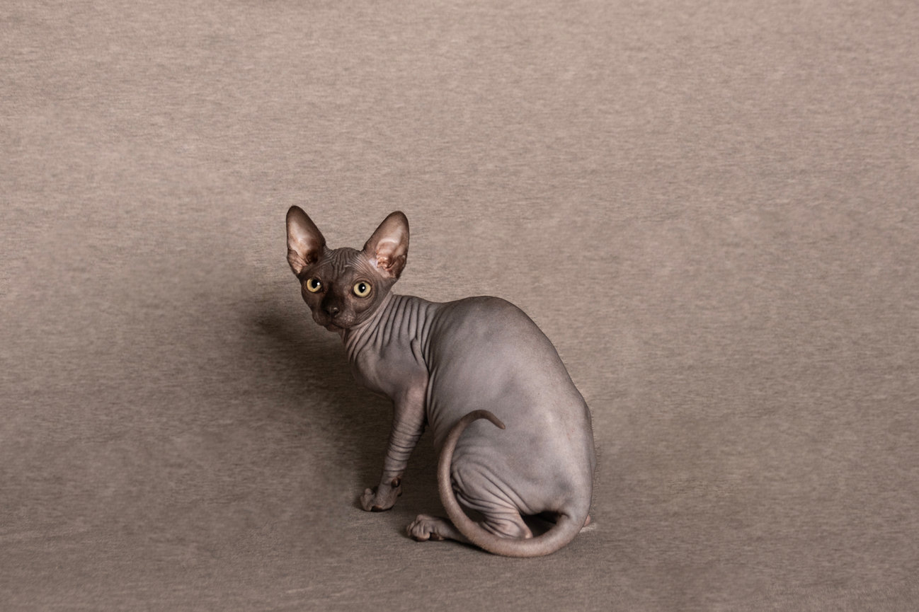 AVAILABLE KITTENS - The Purr Without the Fur