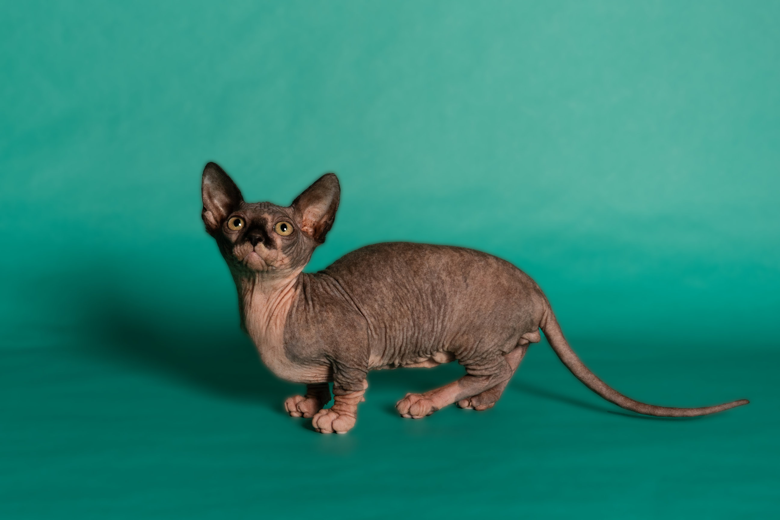 AVAILABLE KITTENS - The Purr Without the Fur