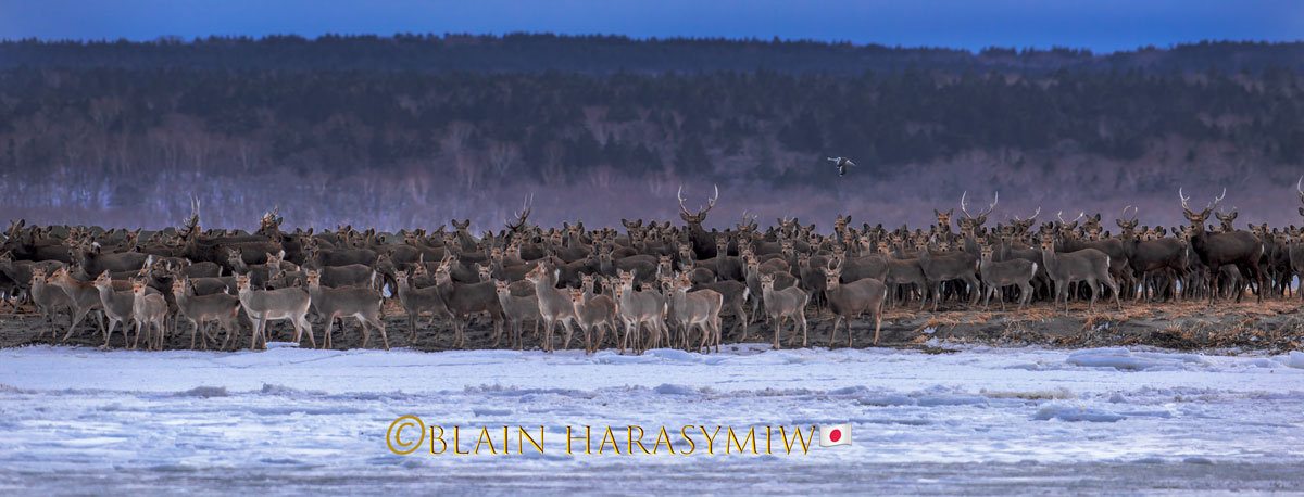 Hokkaido Photo Tour - Choose Your Own Wildlife Adventure - Hokkaido ...