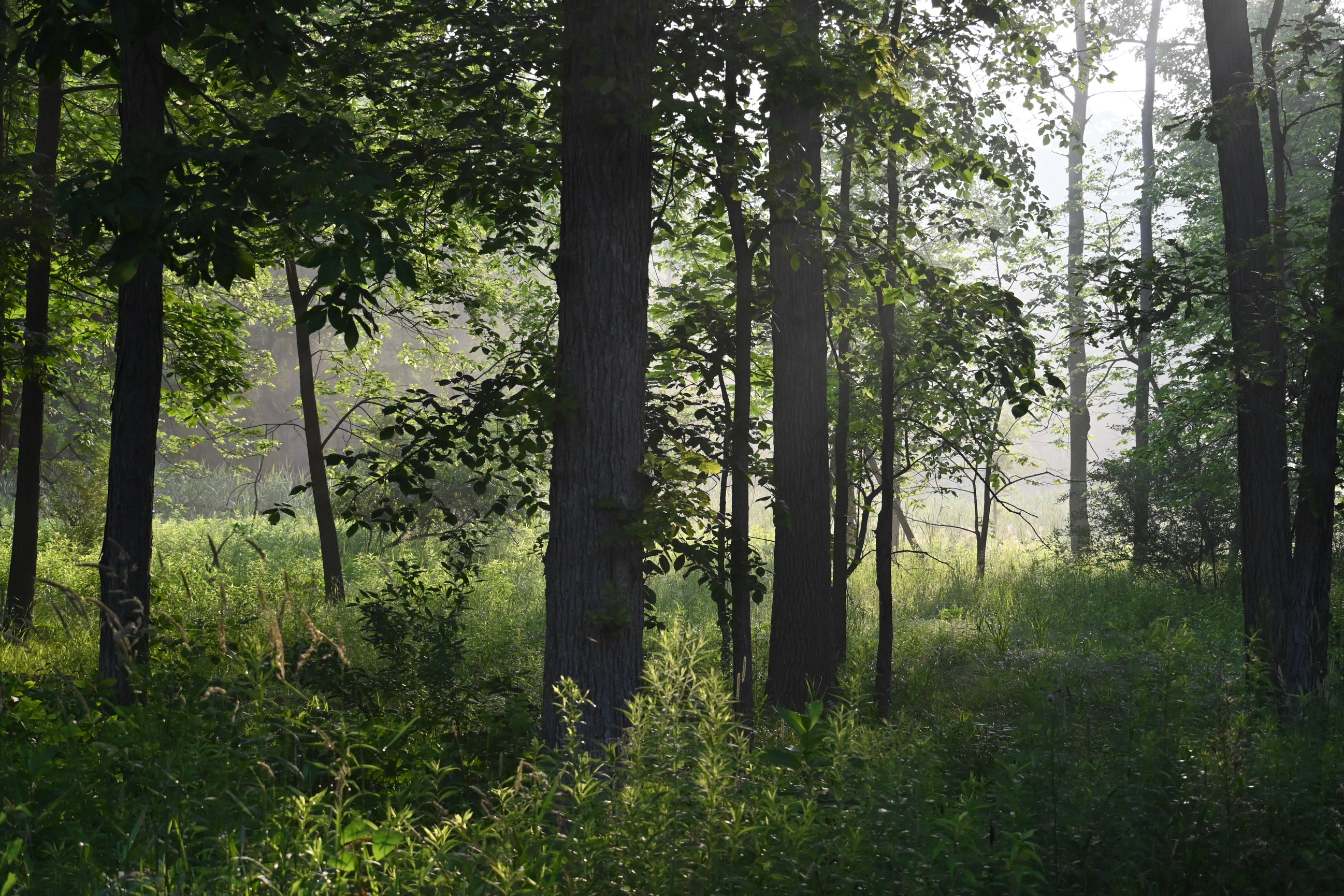 Peace and Majesty - Bryan Pollard Creative Studio