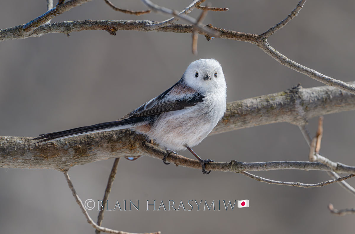 Hokkaido Japan Bird Spotting - Blain Harasymiw Photography