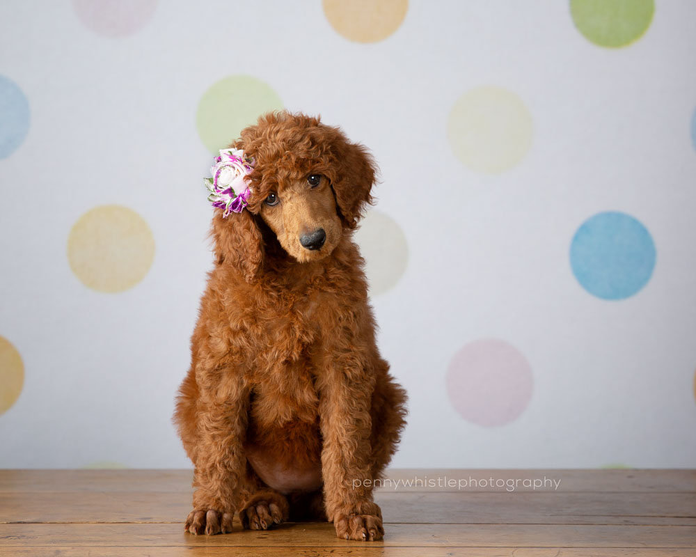 PPP: Poodle Puppy Palooza