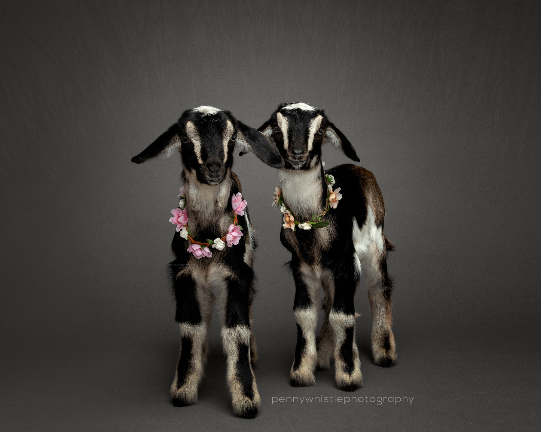 Baby Goats in the Studio