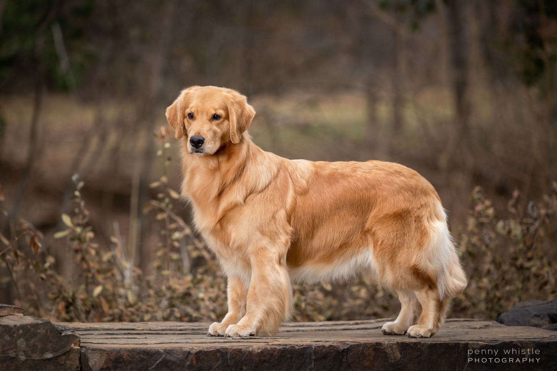 5 Things You May Not Know About Golden Retrievers