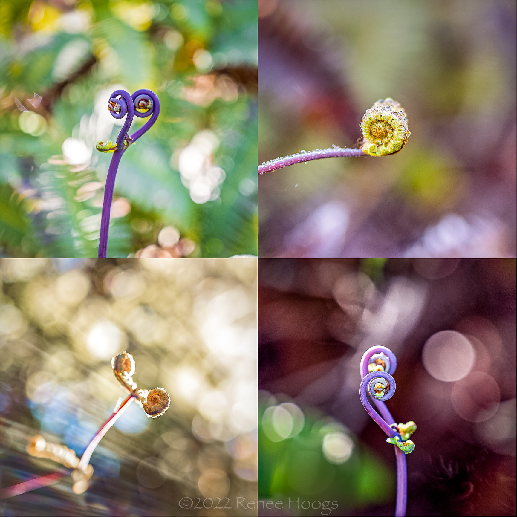 Piko Piko Fern Symbolism - Piko Piko Photography