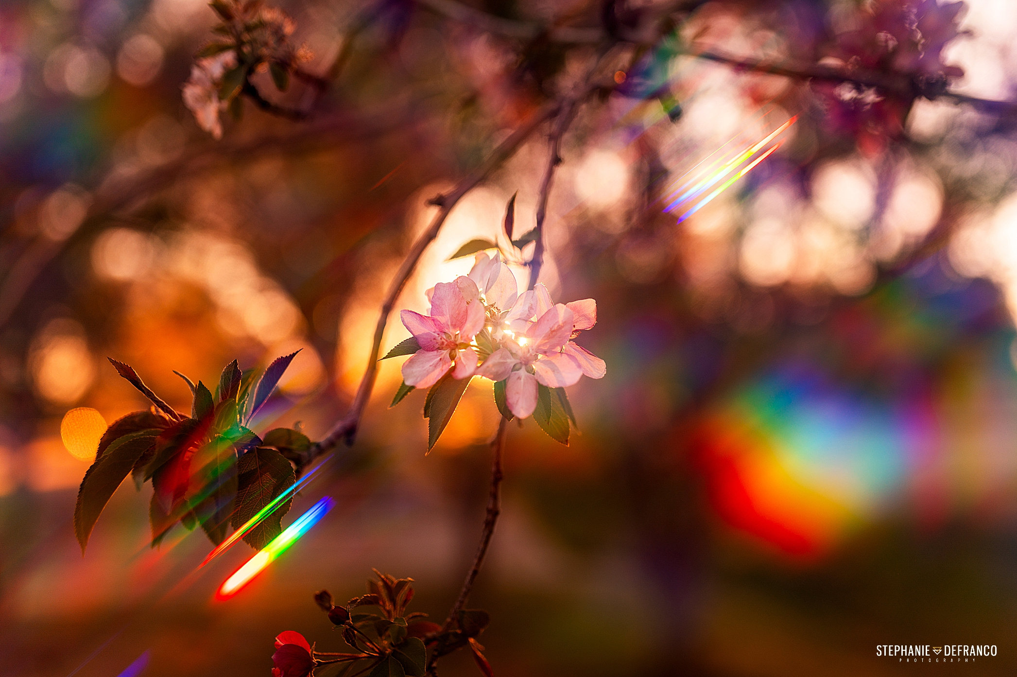 Lensbaby Omni Rainbow Kit - Stephanie DeFranco Photography