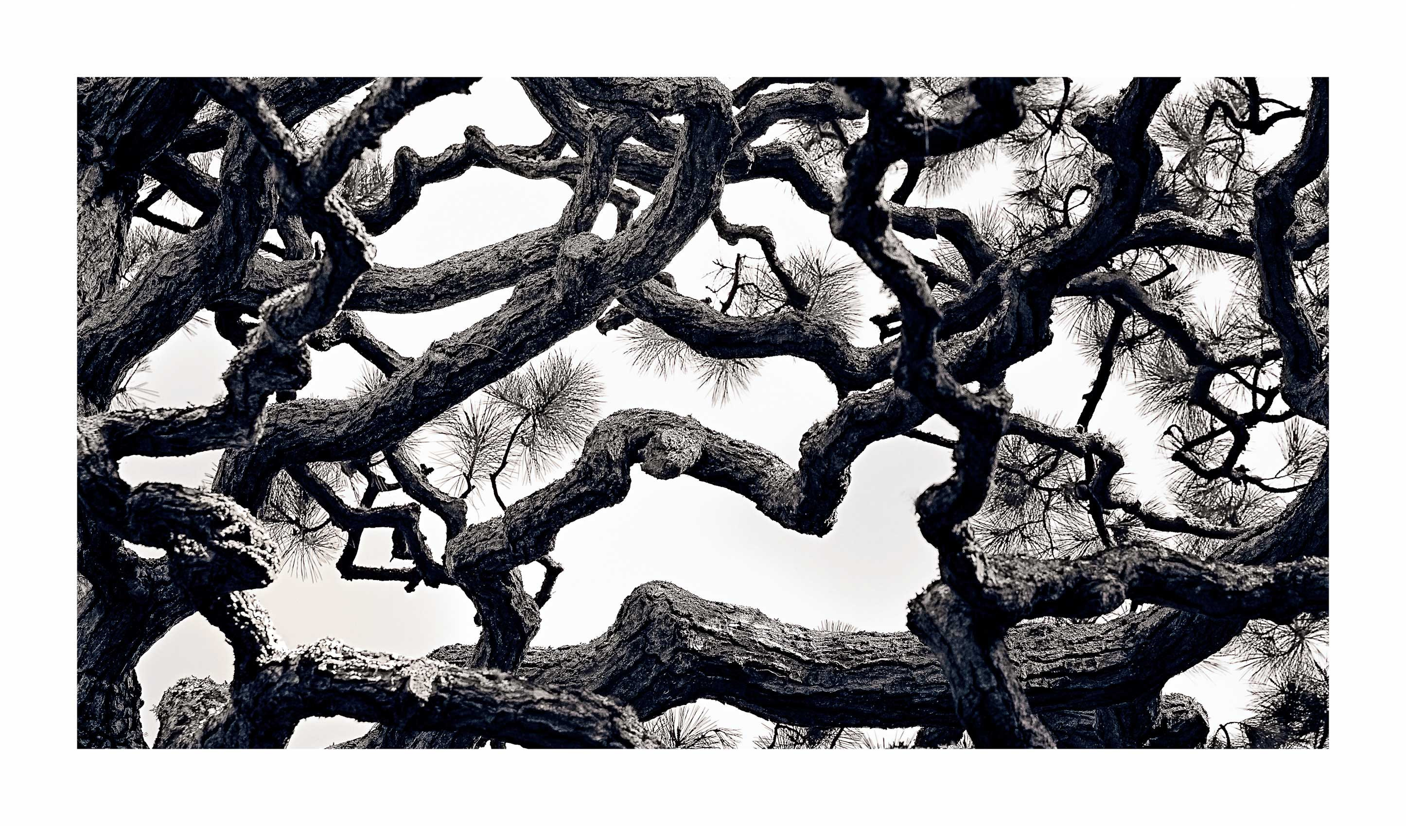 HOME - Steven Kaye Photography