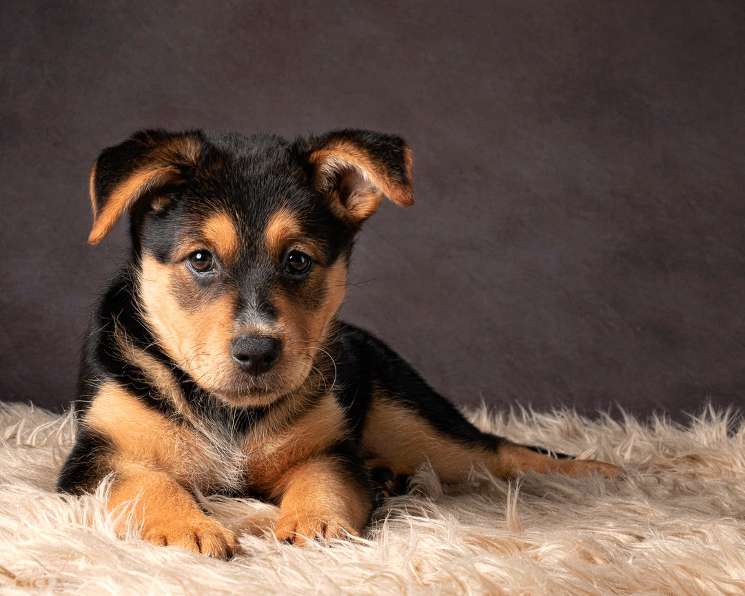 Breed of the Month Contest - Debbie Fontenot Photography