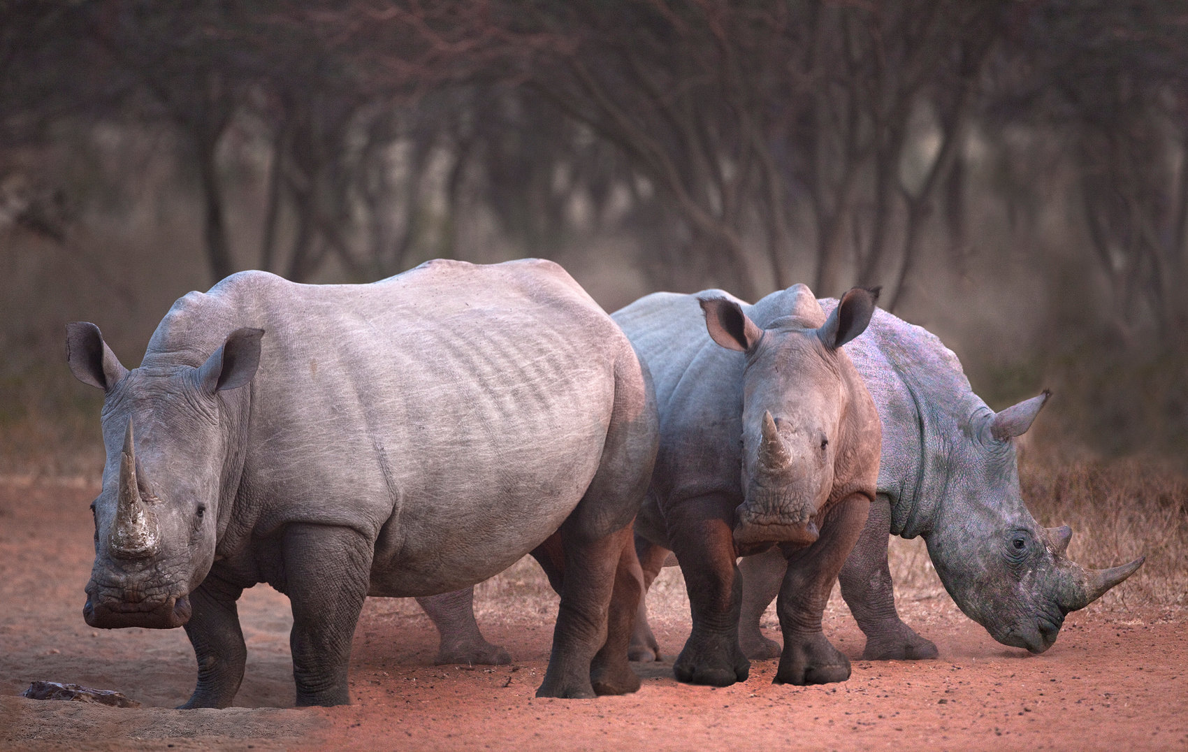 A crash of rhinos - Jim Zuckerman photography & photo tours
