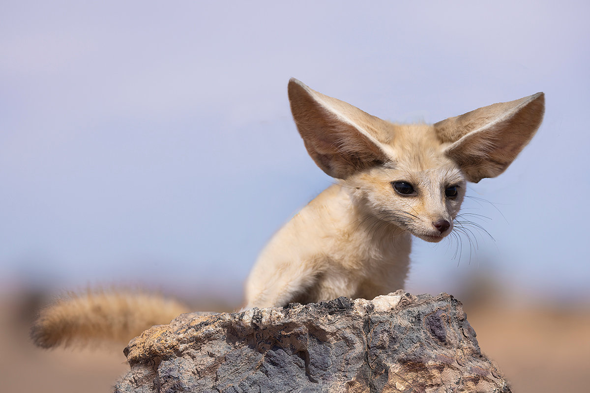 Desert Fox Kit Jim Zuckerman Photography Photo Tours Desert Fox Kit Jim Zuckerman Photography Photo Tours