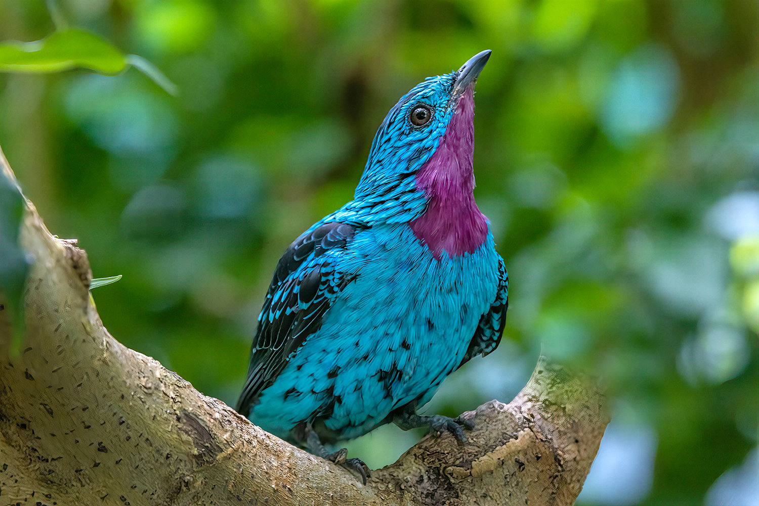 Blue in nature - Jim Zuckerman photography & photo tours