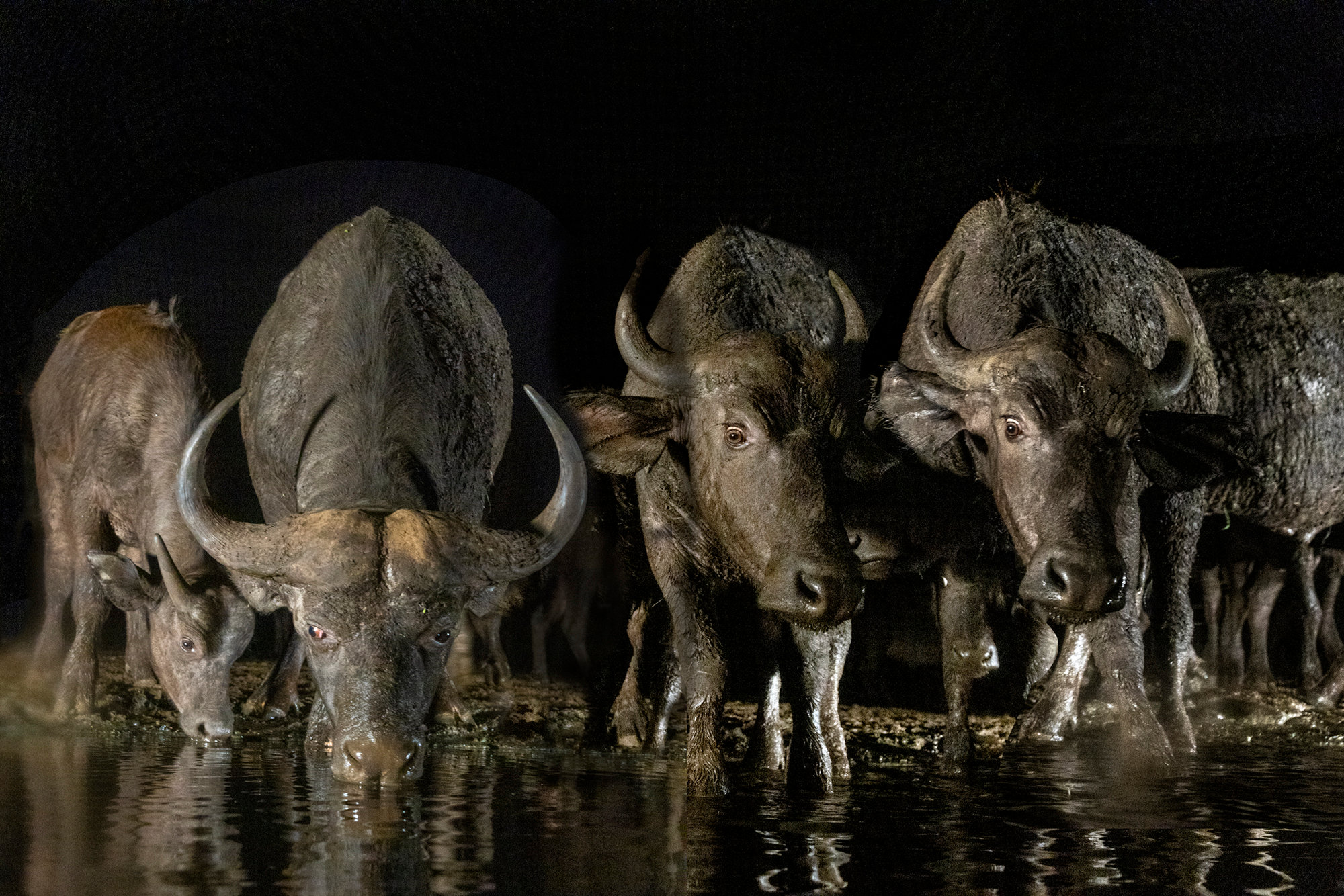 Wildlife night photography - Jim Zuckerman photography & photo tours