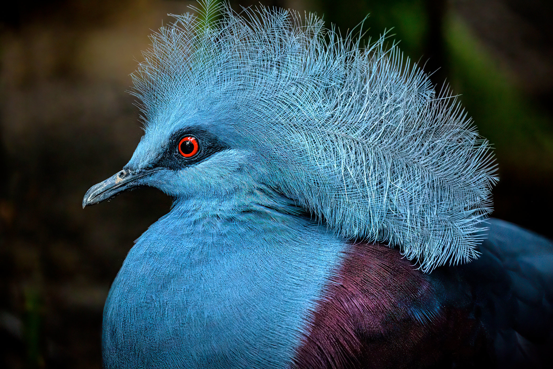 Birds - Jim Zuckerman photography & photo tours