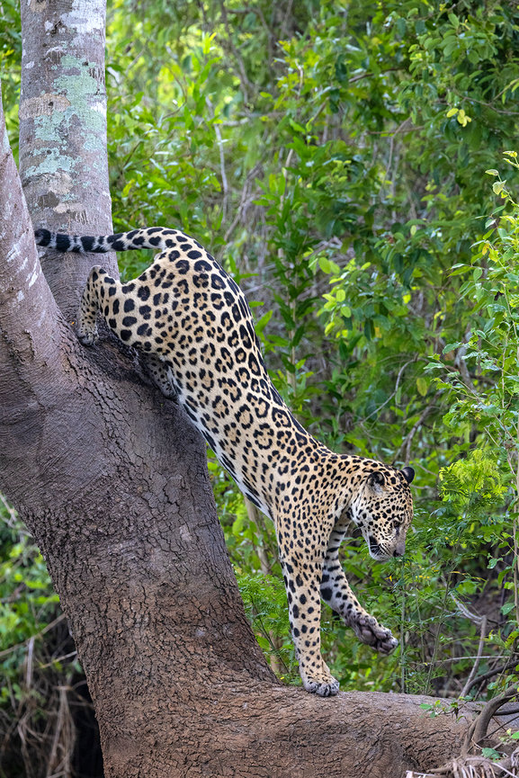 Pantanal 2027 - Jim Zuckerman photography & photo tours